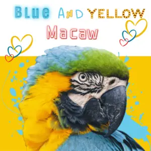 Blue parrots - All Different Types Of Blue Parrots | Blue parrot types
