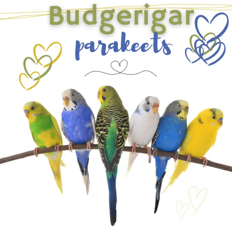 Rare budgie bird - Rare budgie color | Budgerigar mutation