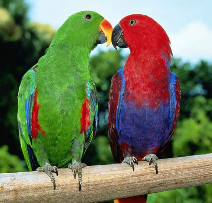 Parrot - All about parrot | parrot name Species and behavior