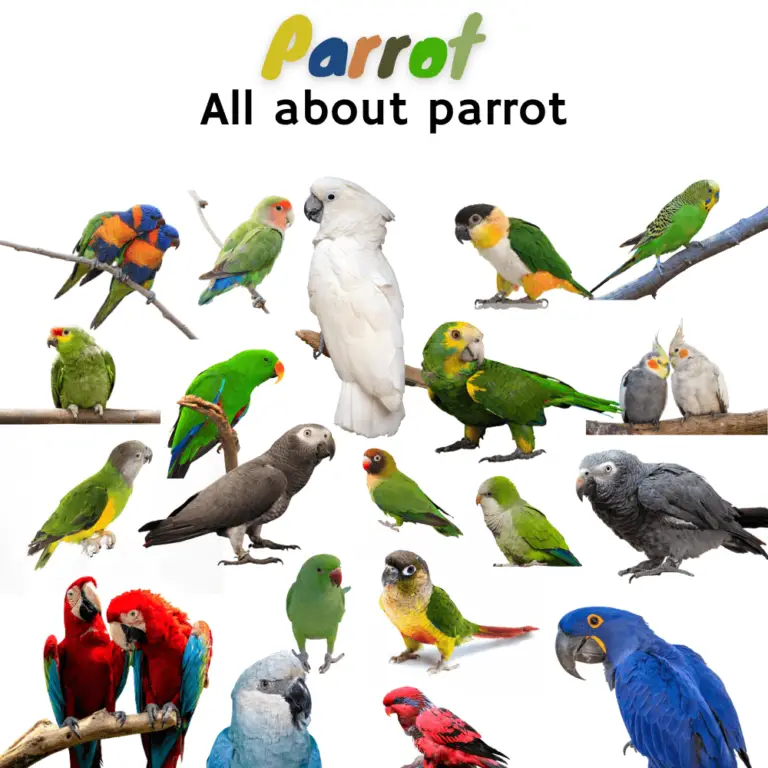Parrot - All about parrot | parrot name Species and behavior