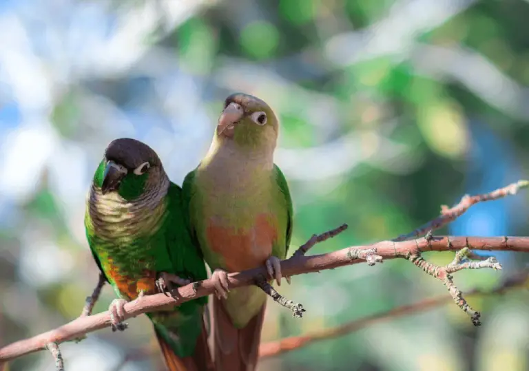 Reproduction in pet parrot - Parrot reproduction | how do parrots reproduce