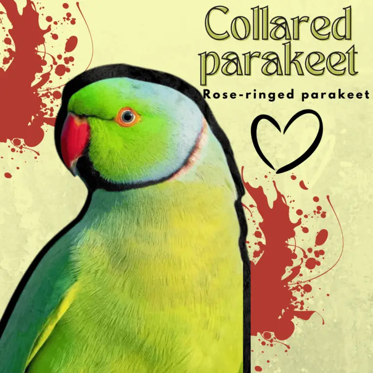 Rose-ringed parakeet - Collared parakeet Habitat Food Behavior