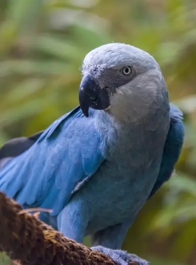 Spix's Macaw - Green cheek parrot