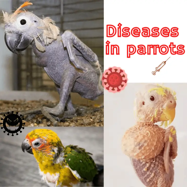 Symptoms and diseases of pet Parrot - diseases in parrots