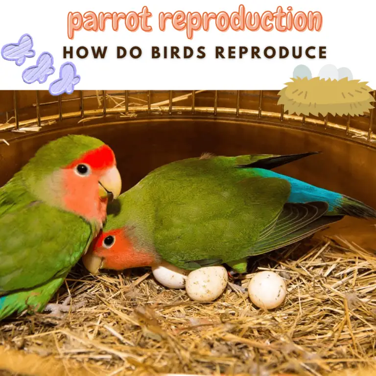Reproduction in pet parrot - Parrot reproduction | how do parrots reproduce