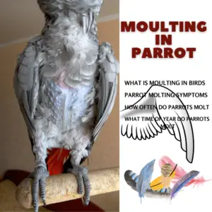 Moulting in Parrot - What is moulting in birds | how often do parrots molt