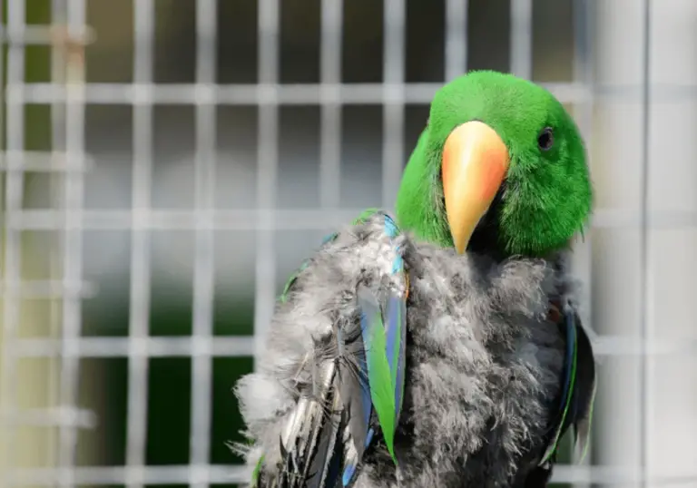 Stressed parrot feathers - Causes of stress in the parrot