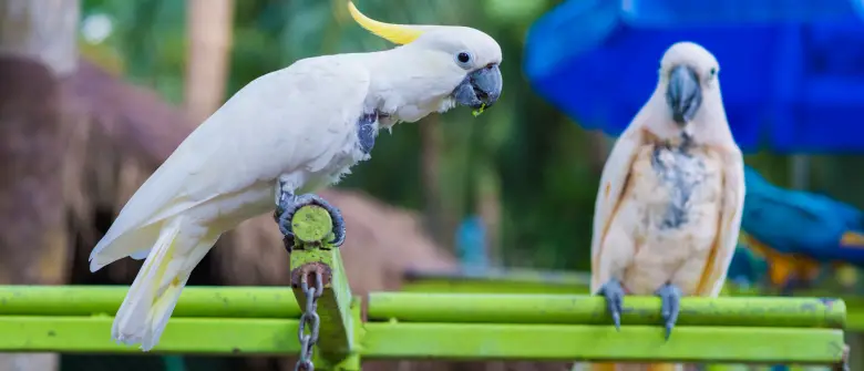 Reproduction in pet parrot - Green cheek parrot