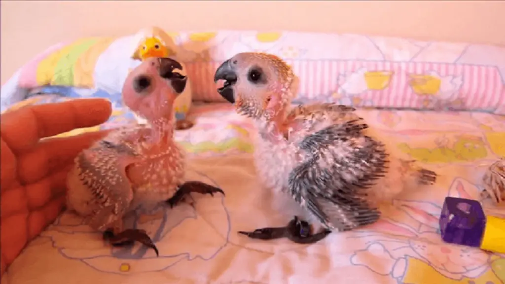 Hand green cheek conure breeding - Baby conure breeding hand