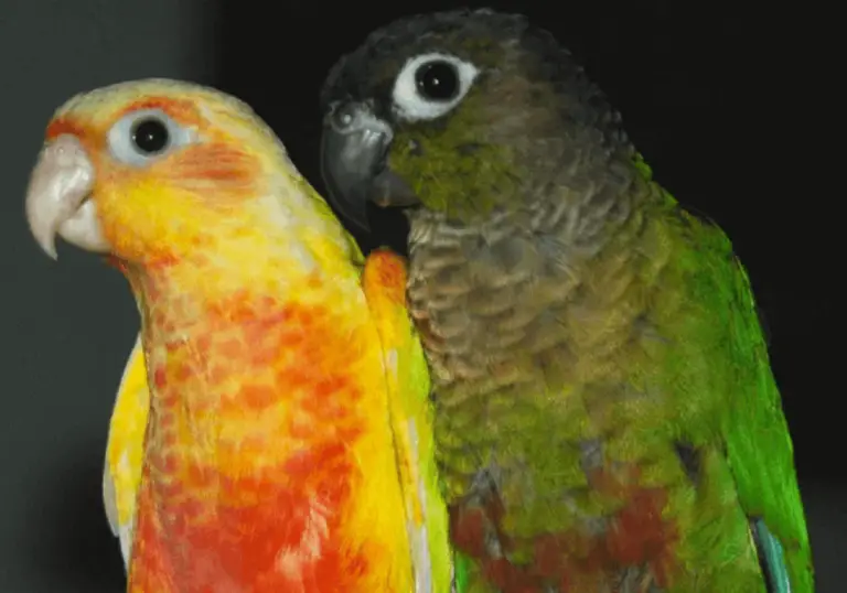 Reproduction of conure - green cheeked conure breeding
