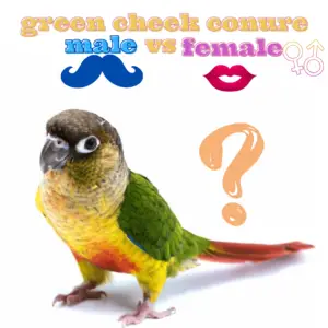 How to recognize a male from a female Conure - male vs female conure
