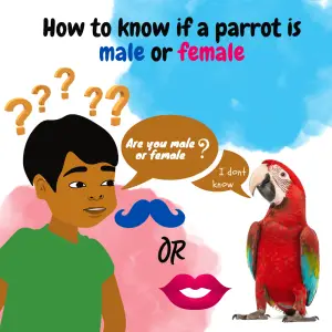 How to recognize a male from a female Conure - male vs female conure
