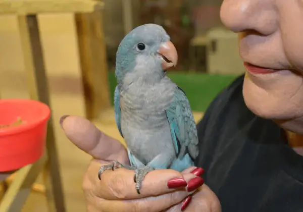 Blue parrots - All Different Types Of Blue Parrots | Blue parrot types