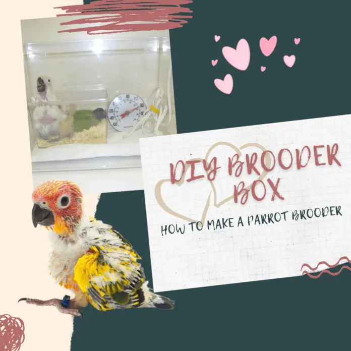 Diy brooder box - Brooder box for parrots | how to make a brooder box