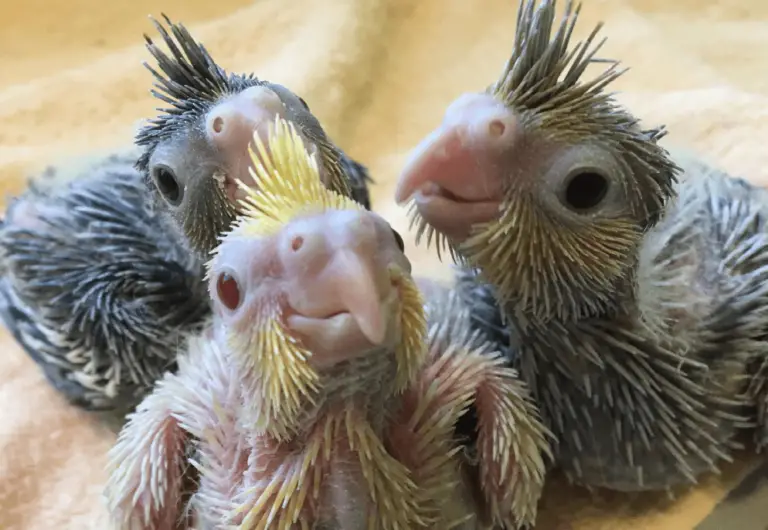 Reproduction of parrot - Is the reproduction of parrot in winter possible