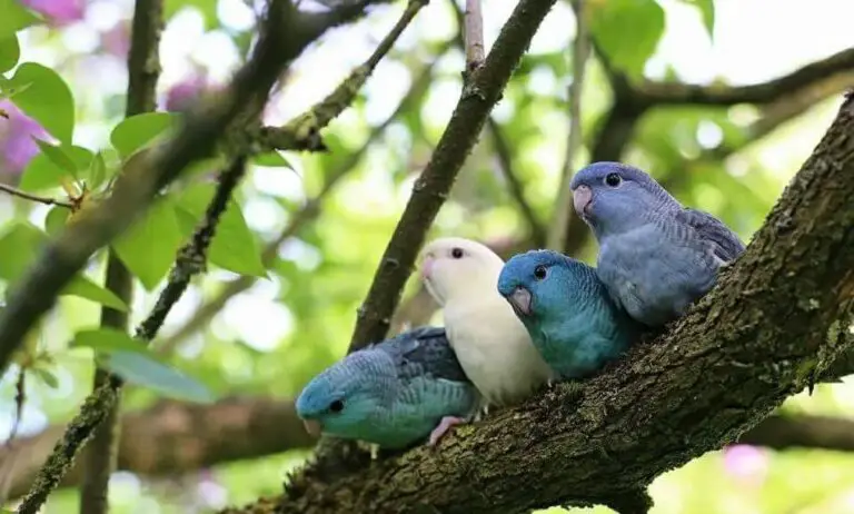 Reproduction of Catherine parakeets - Lineolated parrot breeding