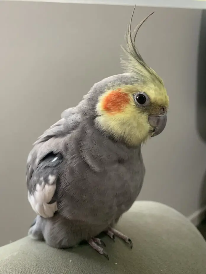 Cockatiel - Cockatiels mutations | Different Type of cockatiel