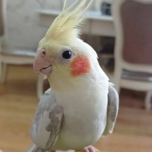 Cockatiel - Cockatiels mutations | Different Type of cockatiel