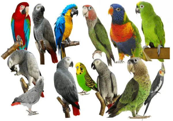 Pet parrot - How to choose a pet parrot | Can i have a parrot as a pet