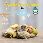 Reproduction of parrot - Is the reproduction of parrot in winter possible