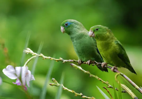 Parrotlet breeding - Reproduction of parrotlet | how to breed parrotlets