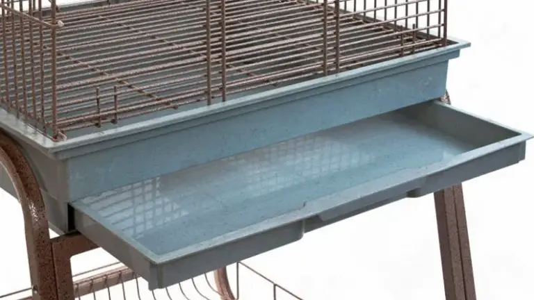 parrot protection - 5 essential rules for the maintenance of the bird