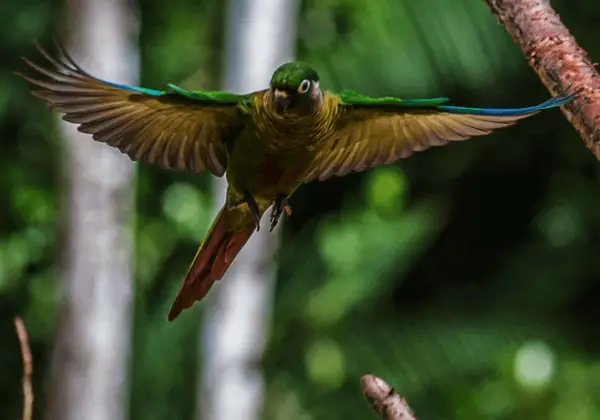 Free flight with my conures - How to free flight train a bird