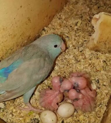 Parrotlet breeding - Reproduction of parrotlet | how to breed parrotlets