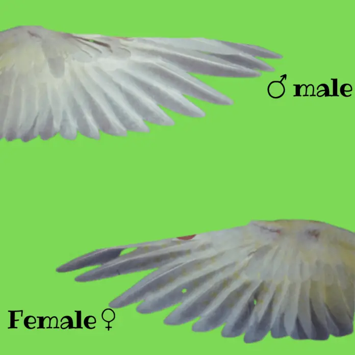 Cockatiel lifespan - How to tell the age of a cockatiel