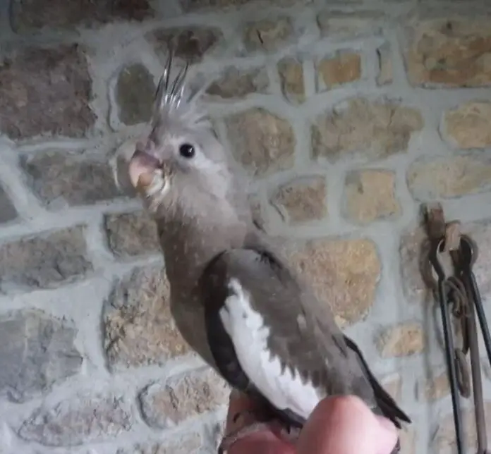 How to tame cockatiel - How to hand tame a cockatiel