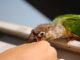 Parrot biting - Teach your green cheek conure not to bite