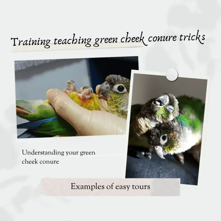 Training teaching green cheek conure tricks - teaching your parrot tricks