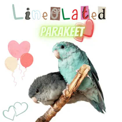 Lineolated parakeet - Catherine parakeet Description Sexing and Diet