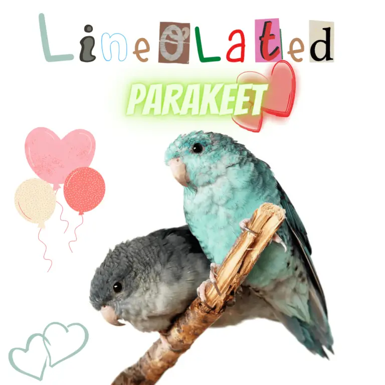 Lineolated parakeet - Catherine parakeet Description Sexing and Diet
