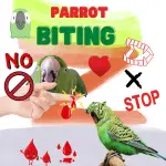Parrot biting - Teach your green cheek conure not to bite