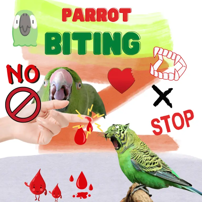 Parrot biting - Teach your green cheek conure not to bite