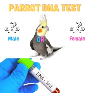 Parrot dna test - Parrot sexing | Bird dna testing equipment