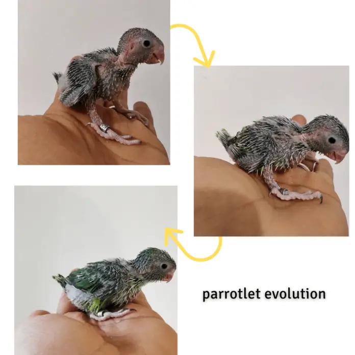 Parrotlet pacific - Evolution-of-pacific-parrotlet-babies-in-photos
