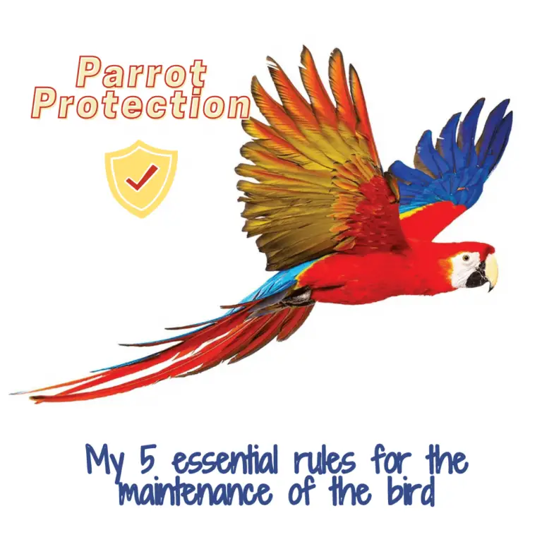parrot protection - 5 essential rules for the maintenance of the bird