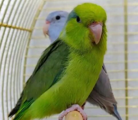 Parrotlet breeding - Reproduction of parrotlet | how to breed parrotlets