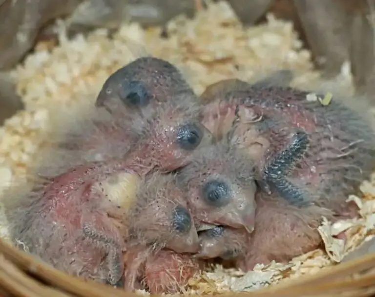 Reproduction of parrot - Is the reproduction of parrot in winter possible