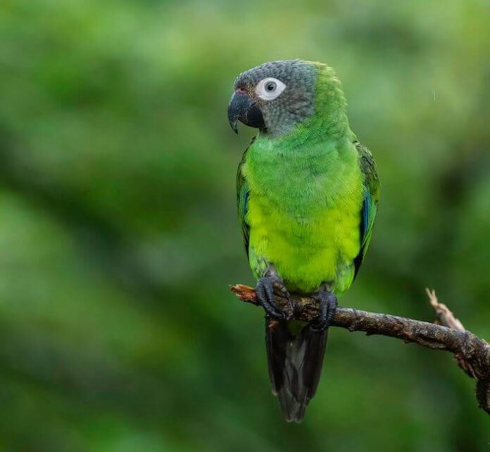 Dusky headed conure - Personality Habitat Food Reproduction