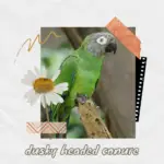 Dusky headed conure - Personality Habitat Food Reproduction