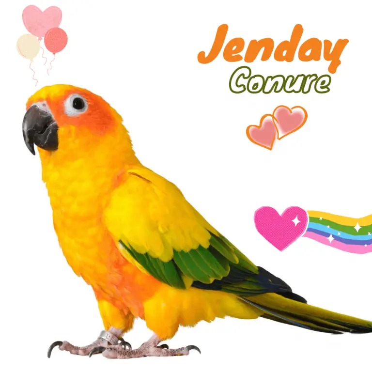 jenday conure vs sun conure Archives - Green cheek
