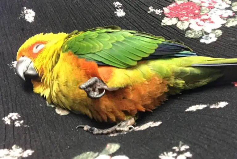 Jenday Conure - Description Habitat Food and Reproduction