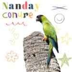 Nanday conure - Description Distribution Behavior Reproduction