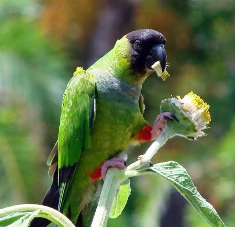 Nanday conure - Description Distribution Behavior Reproduction