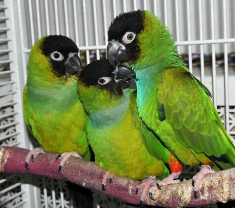 Nanday conure - Description Distribution Behavior Reproduction