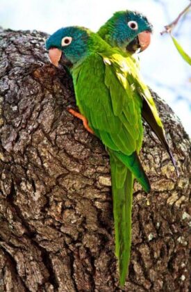 Blue crowned conure - Description Subspecies Habitat Diet and Breeding