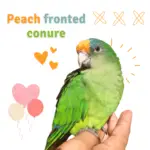 Peach fronted conure - Description Distribution Habitat Conservation status